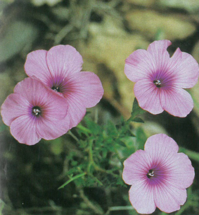 كتان أزغب Linum pubescens