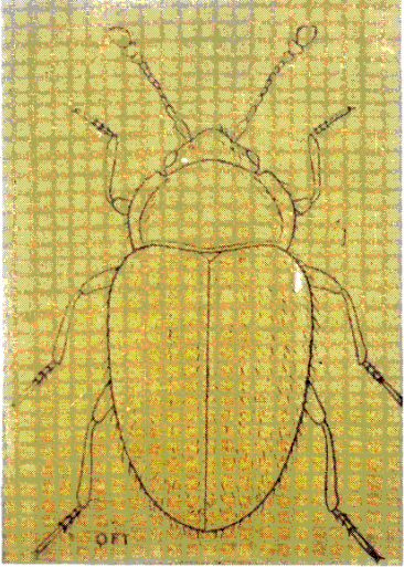 ثاقبة الحبوب الكبرى Prostephanus truncatus Horn