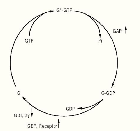 GTP-Binding Proteins