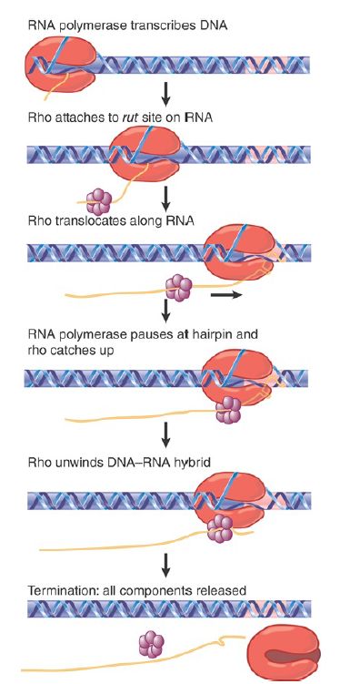 How Does Rho Factor Work