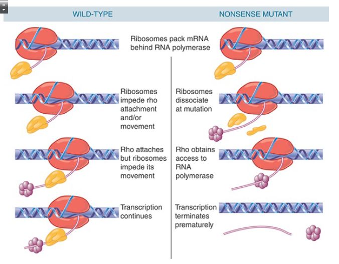 How Does Rho Factor Work