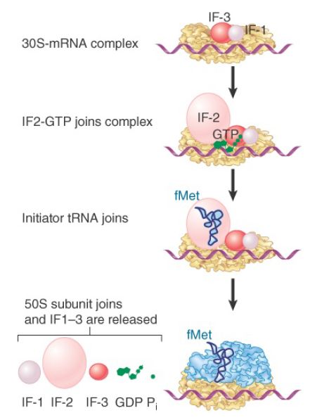 Use of fMet-tRNAf Is Controlled by IF-2 and the Ribosome